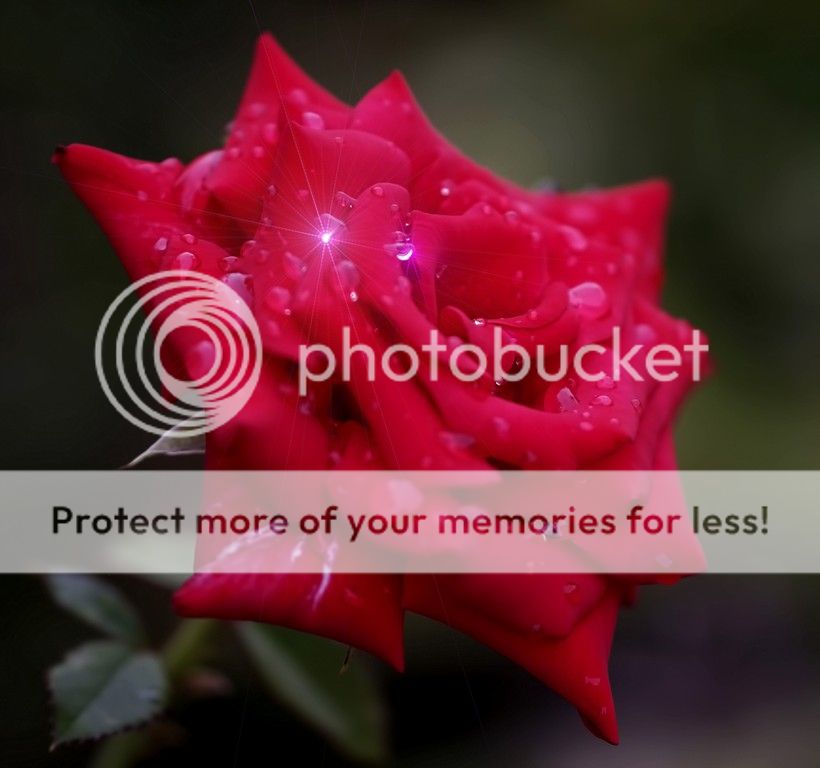 Classic Red Rose - PentaxForums.com